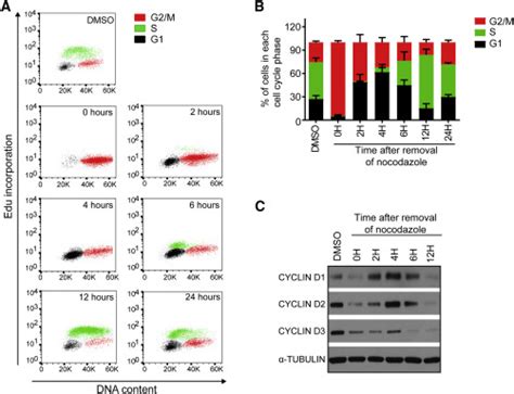 Method To Synchronize Cell Cycle Of Human Pluripotent Stem Cells Without Affecting Their