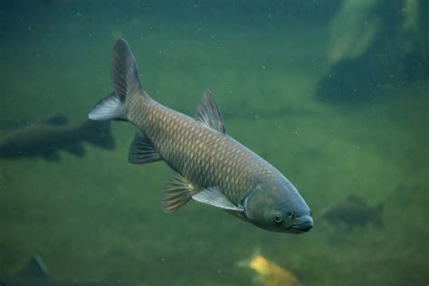 How To Use Grass Carp For Natural Weed Control In Ponds Pond Talk