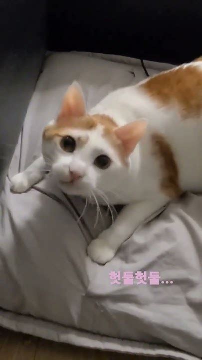 낮은 포복 ♡너를 노린다 ♡ 고양이 토끼 ♡ Youtube