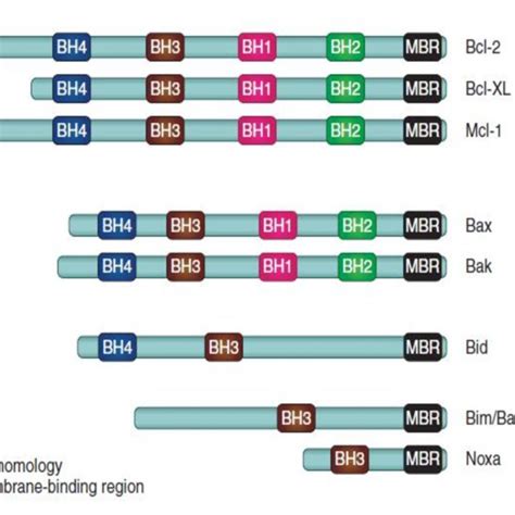Structure Of Ebv Virion Chenet Al2012 Download Scientific Diagram