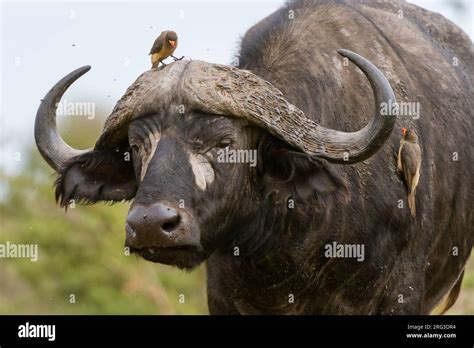 Two Red Billed Oxpeckers Buphagus Erythrorhynchus On A Cape Buffalo