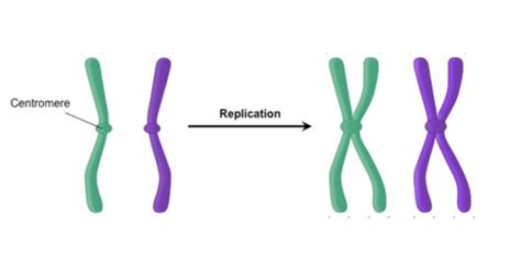 Mitosis And Cancer Flashcards Quizlet