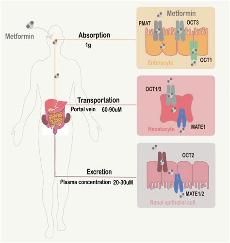 二甲双胍在人类疾病治疗中的应用：作用机制及临床研究molecular Biomedicine X Mol