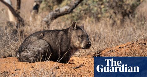 Wombats Deadly Bums How They Use Their Skull Crushing Rumps To
