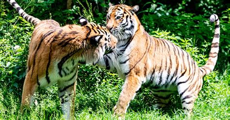 돌잔치 한지 18일 만에 멸종 위기 시베리아 호랑이 목숨 앗아간 이 병의 정체는