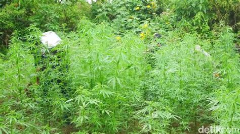59 Titik Ladang Ganja Di Area Tnbts Lumajang Ketahuan Berkat Drone