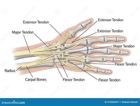 Wrist Tendon Diagram Knee Extension Manual Muscle Test