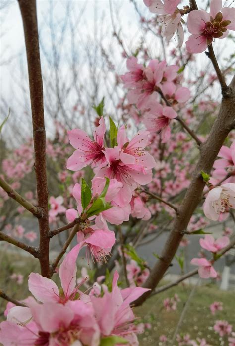科学网—桃花一簇开无主，可爱深红爱浅红 栗茂腾的博文