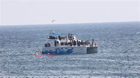 돌고래 무리해산 행동교란을 유발하는 선박관광