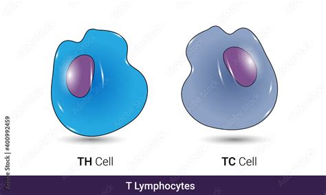 Types Of T Cells In White Background T Helper Cell And Cytotoxic T Cell Derived From Lymphoid