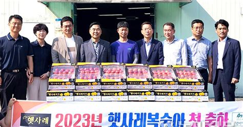 ‘햇사레 복숭아 서울로 출하
