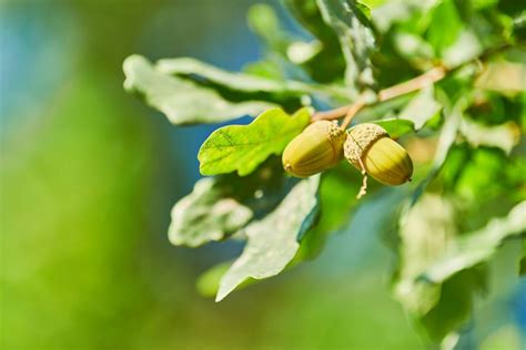 Oak Tree Care How To Grow And Care For Oak Trees