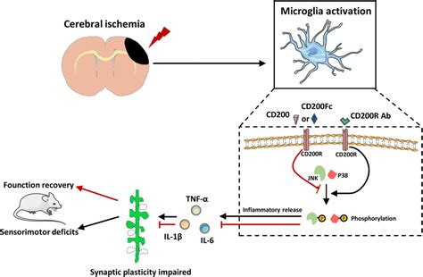 Schematic Drawing Of The Effect Of Cd200cd200r Pathway Promoting