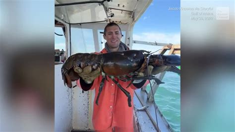 Massive Maine Lobster May Be 100 Years Old The Outdoor