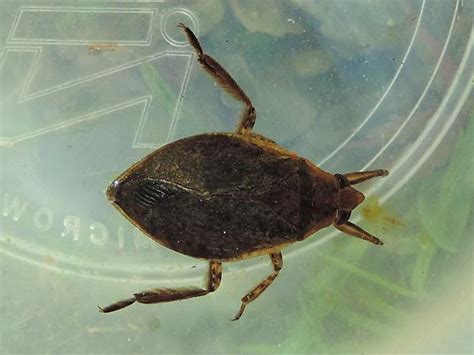 Giant Water Bug Sp Belostoma BugGuide Net