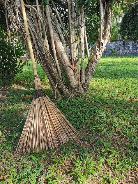 下午，花把林恩粘在花园公园的老树上素材 花瓣网