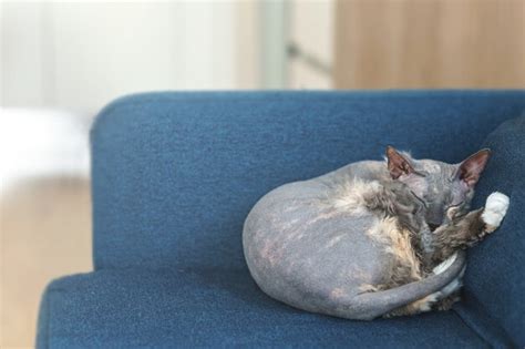 Premium Photo Lazy Cute Sphynx Cat Sleeping On The Sofa