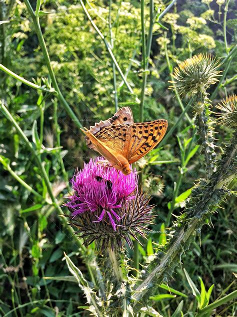 قطعه عکس پروانه نمایشگاه هنر ایران