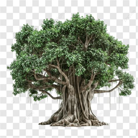 Banyan Or Bodhi Tree Big Ficus Religiosa Isolatedbanyan Isolated On