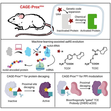 Machine Learning Assisted Universal Protein Activation In Living Mice Cell
