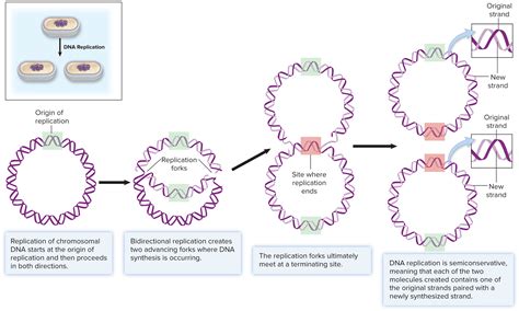 Bacterial Chromosome Replication Process Diagram