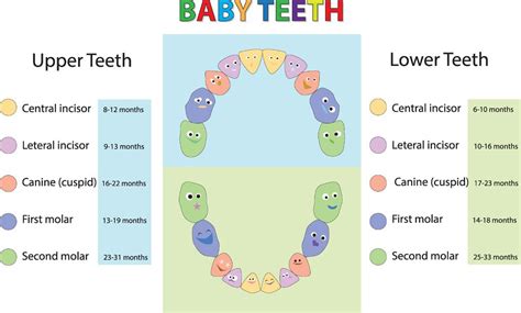 Tooth Development