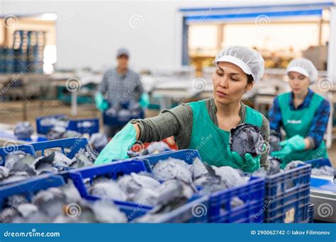 Female Worker Of Vegetable Sorting Factory Arranging Red Cabbages In