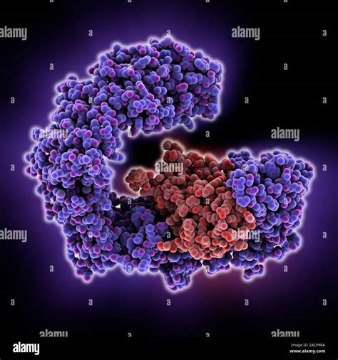 Importin Protein Complexed With Enzyme Molecular Model Human