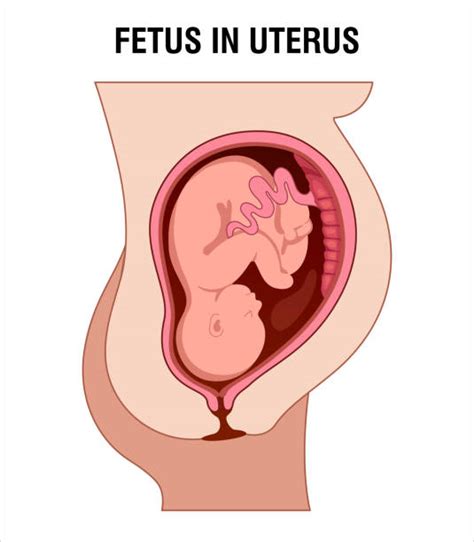 1200 Placenta Ilustraciones De Stock Gráficos Vectoriales Libres De