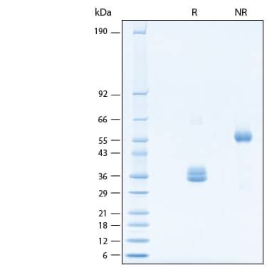 Recombinant Human IgG Fc Alexa Fluor Protein AFR R D Systems