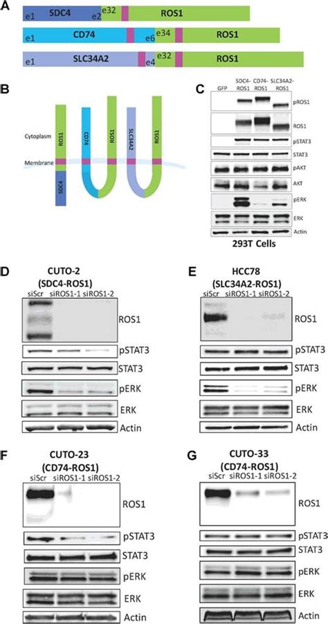 Differential Subcellular Localization Regulates Oncogenic Signaling By
