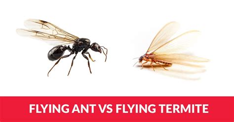 What Is The Difference Between Flying Termites And Fl