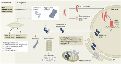 热热热！“高温刺客”热射病的分子生物学研究 知乎