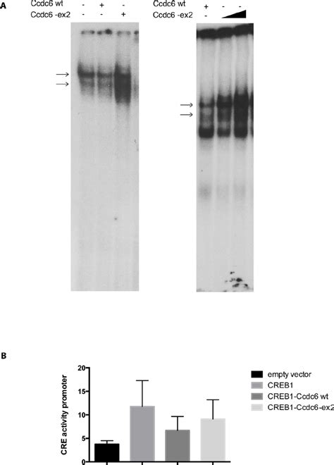 Ccdc6 Ex2 Protein Increases Creb Binding To Cre Element And Is Less Download Scientific Diagram