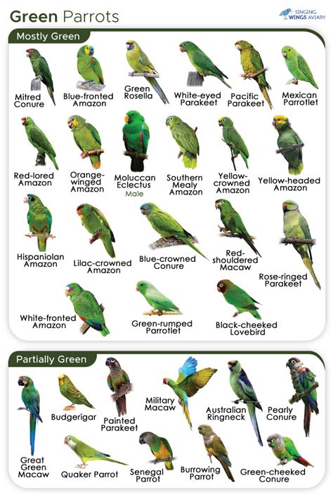 List Of Green Parrots Kept As Pets With Pictures