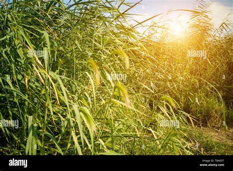 Reed Stock Photo Alamy
