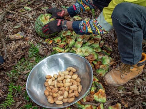 Bunya Nut Harvesting Season Native Foods
