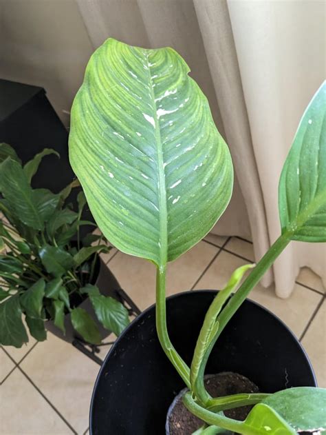 Plant Id Belize Central America Rplantidentification