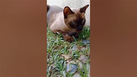 Just For Fun 🤣 ️ Siamese Siamesecat Siamesecats Youtubeshorts
