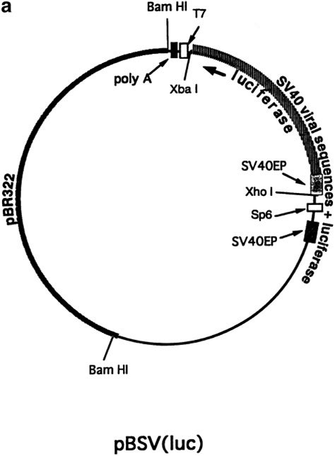 B Schematic Map Of PSV This Plasmid Was Constructed From PBSV T Download Scientific
