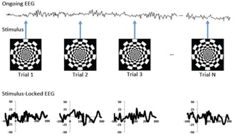 Paul Lecture 4 Visual Evoked Potentials Vep Flashcards Quizlet
