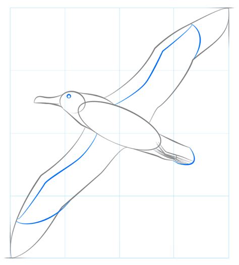 How To Draw An Albatross Step By Step Drawing Tutorial