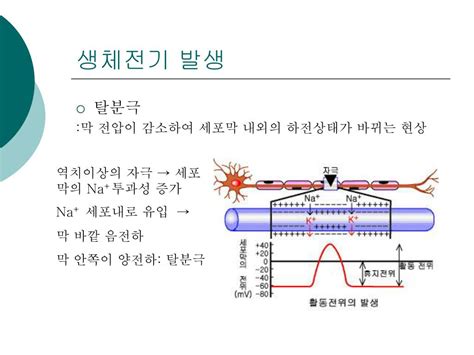 Ppt 생체전기 Powerpoint Presentation Free Download Id5607342