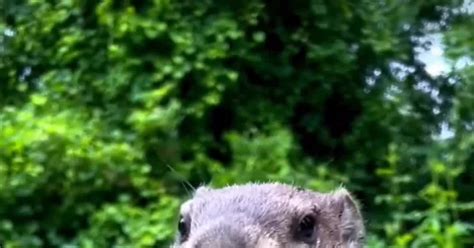 To Tylko świstak Scrolluj Dalej