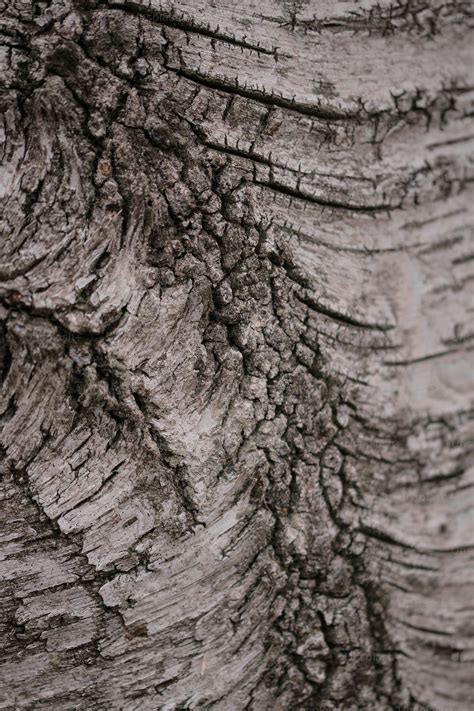 A Close Up Of The Bark Of A Tree Photo Close Up Image On Unsplash