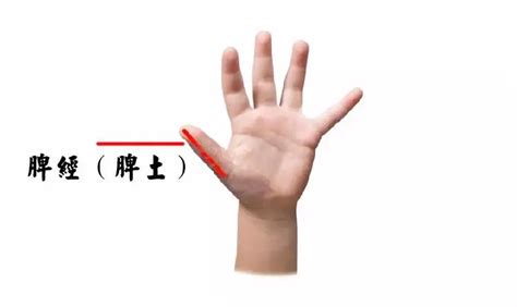 脾土推脾土在什么位置图片大山谷图库