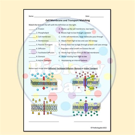Cell Transport Worksheet Active Vs Passive Transport And Osmosis Practice