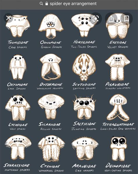 Identifying Spiders I Know Im New Here And Something May Have Been