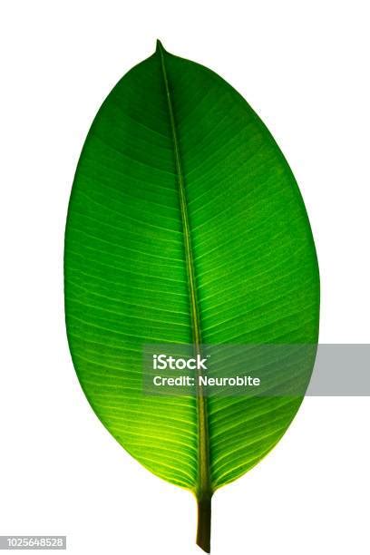 흰색 배경에서 고립 된 인도 무화과나무 Elastica 잎 빛과 조명 0명에 대한 스톡 사진 및 기타 이미지 0명 건강한