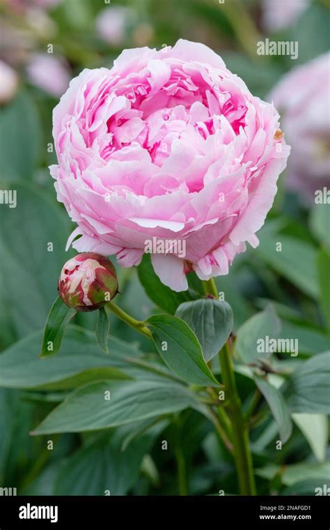 Paeonia Lactiflora Sarah Bernhardt Peony Sarah Bernhardt Herbaceous